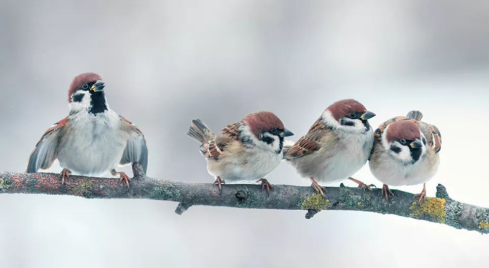 Jak ptáci létají? II. - Mikroučivo - Mozaik digitální vyučování a studium