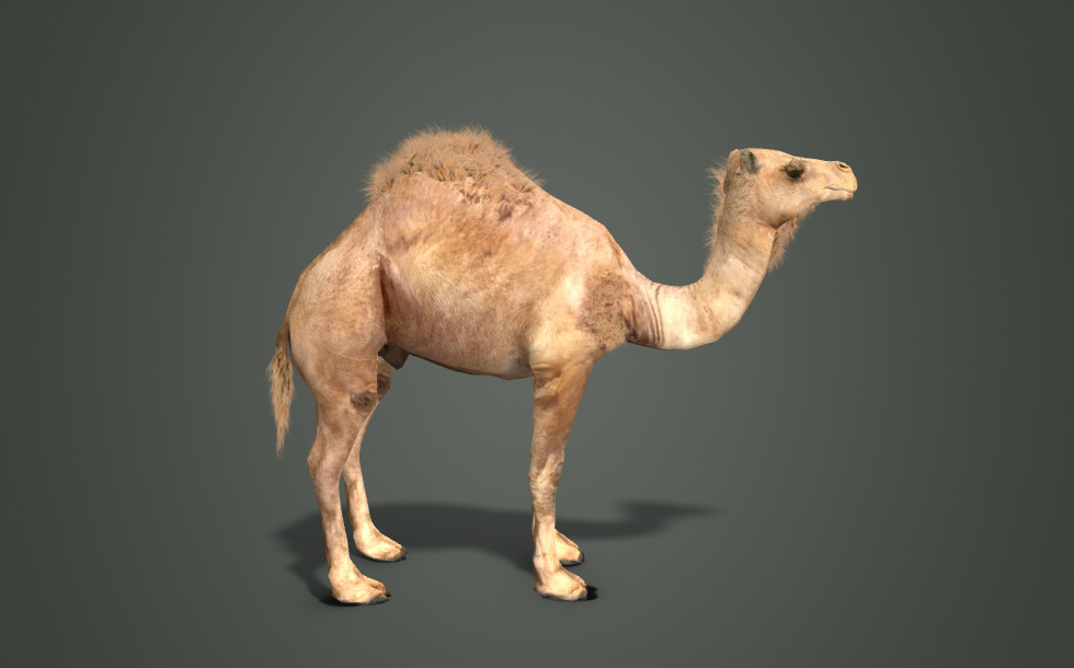 Dromedár - 3D animace - Mozaik digitální vyučování a studium