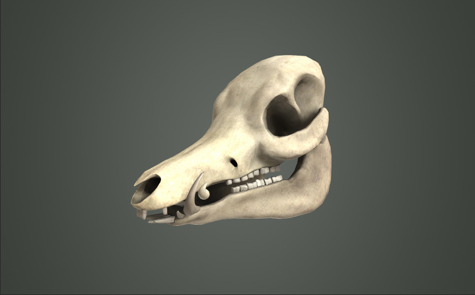 Typy zubů savců - 3D animace - Mozaik digitální vyučování a studium