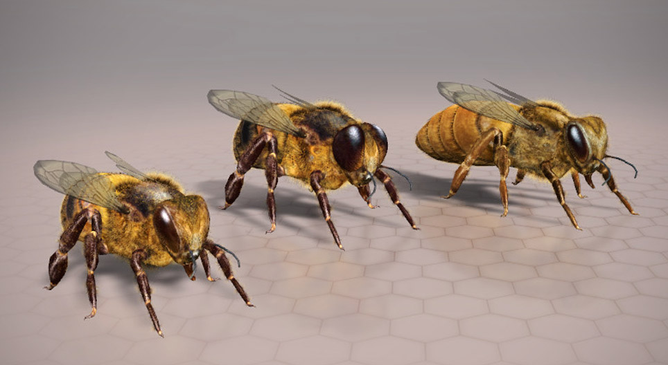 Včela medonosná - 3D animace - Mozaik digitální vyučování a studium