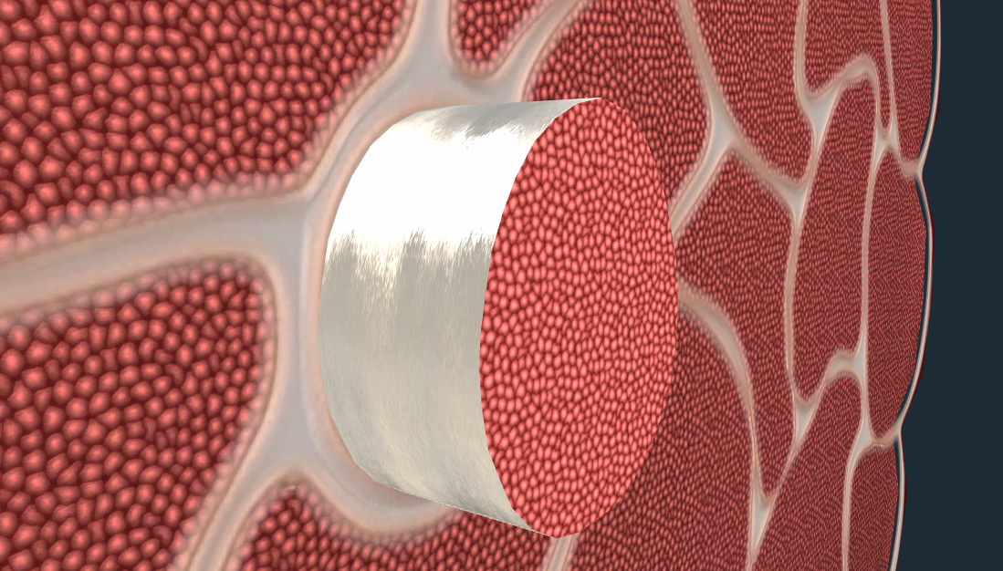 Struktur af skelets muskler - 3D-scene - Mozaik digital undervisning og ...