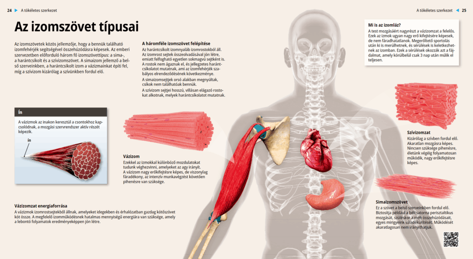 Das Muskelgewebe - Lehrmaterial - Mozaik Digitale Bildung und Lernen