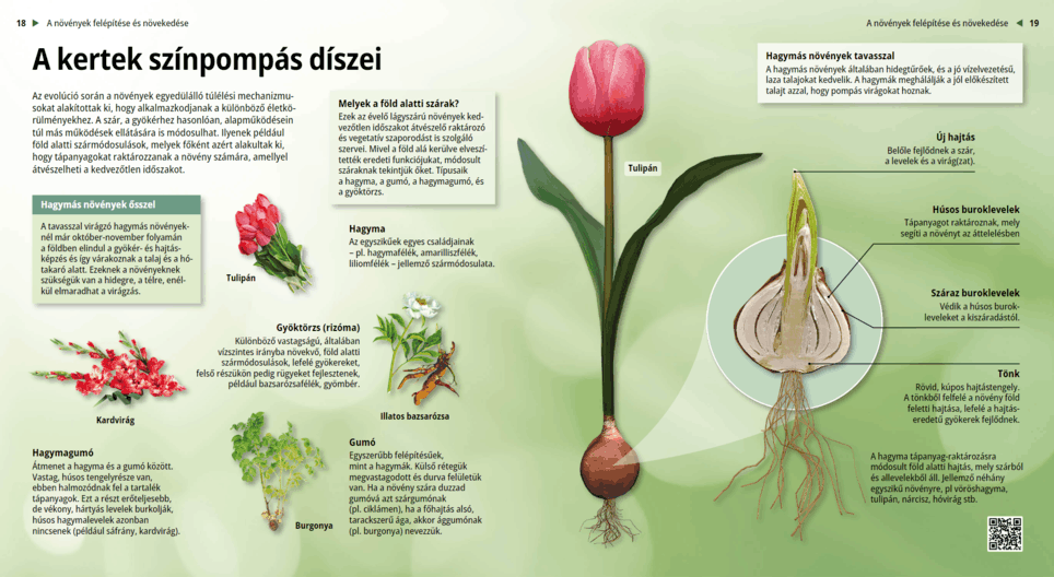Die Blumen im Garten - Lehrmaterial - Mozaik Digitale Bildung und Lernen