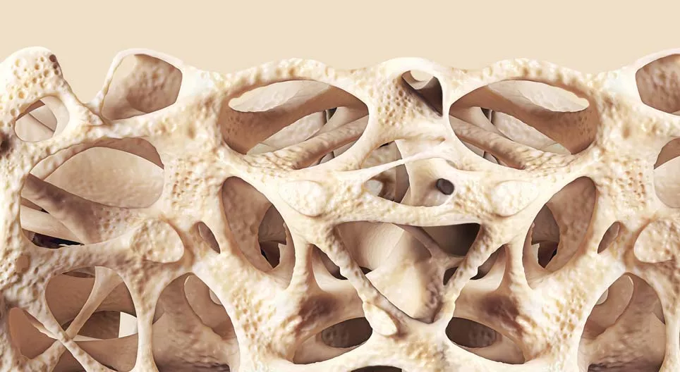 Binde- und Stützgewebe - Lehrmaterial - Mozaik Digitale Bildung und Lernen