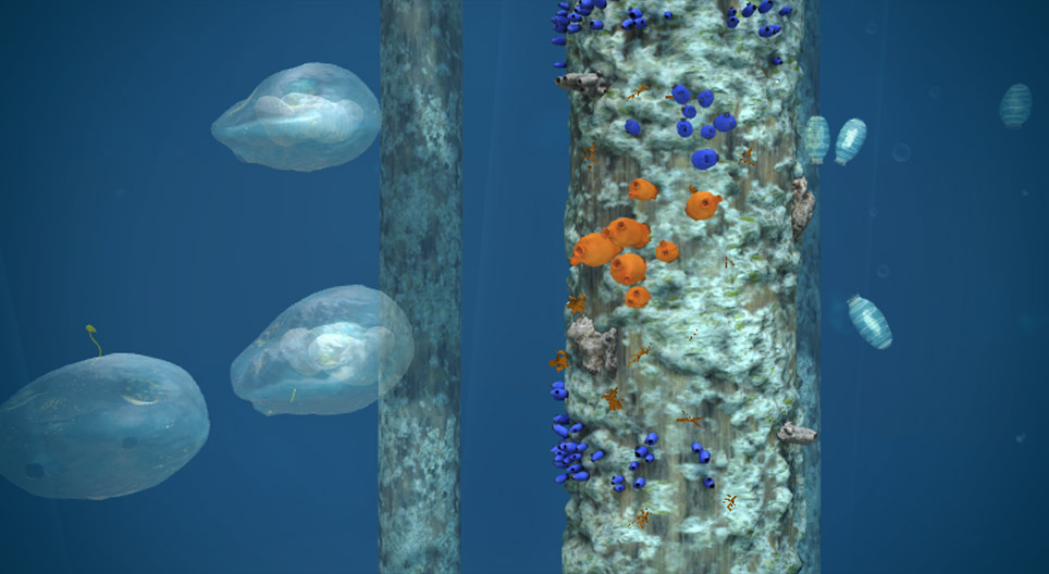 Tunicates - 3D-Modell - Mozaik Digitale Bildung und Lernen