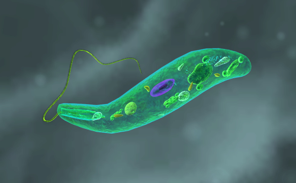 Das Augentierchen (Euglena viridis) - 3D-Modell - Mozaik Digitale Bildung und Lernen
