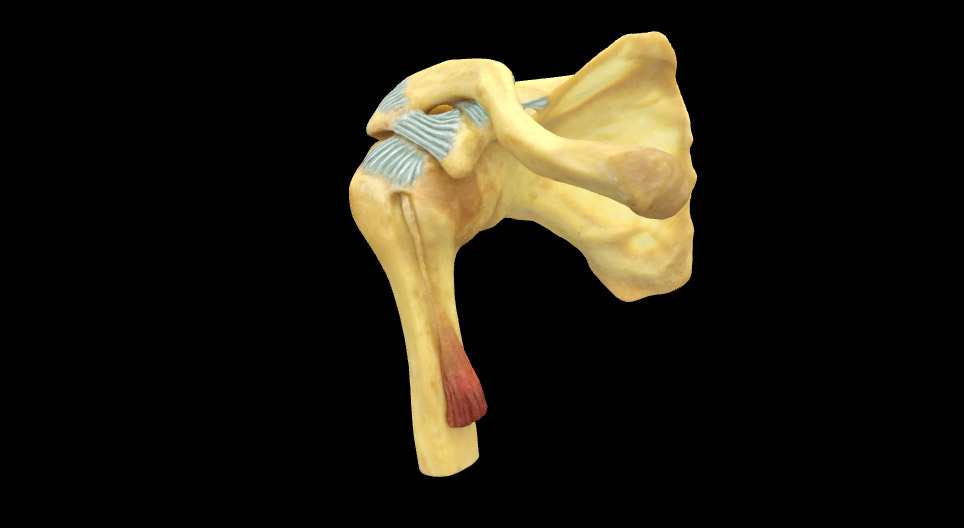 Pectoral Girdle