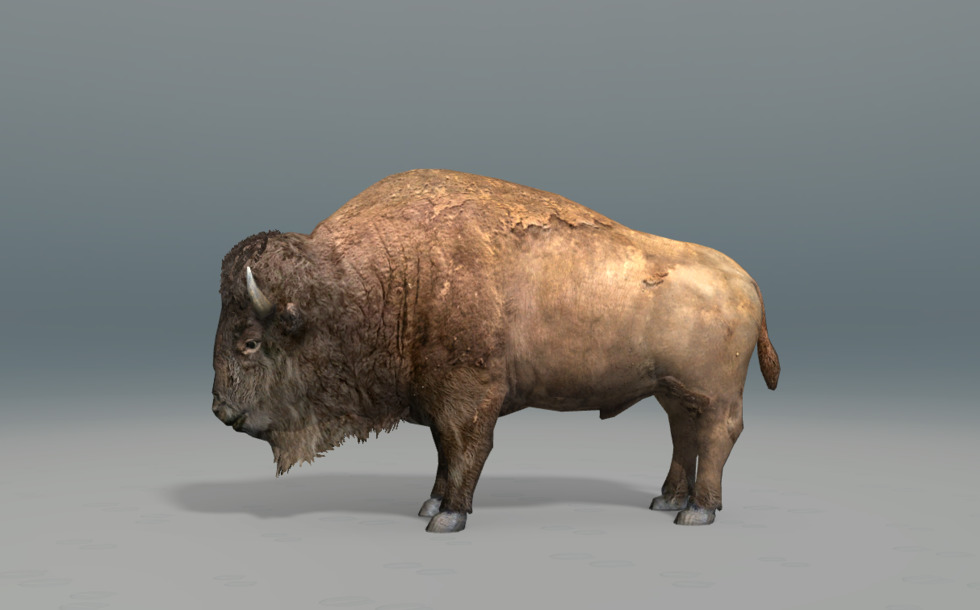American bison - 3D scene - Mozaik Digital Education and Learning