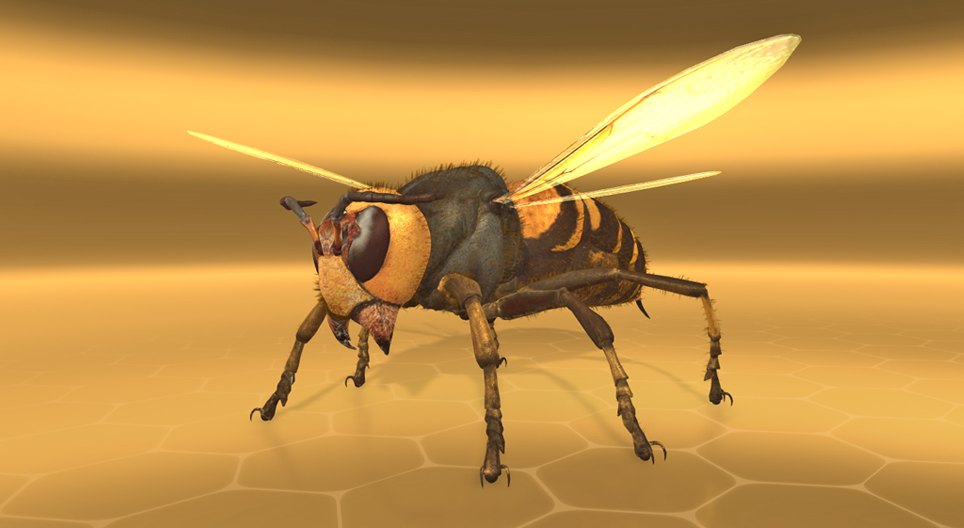 Asian giant hornet - 3D scene - Mozaik Digital Education and Learning