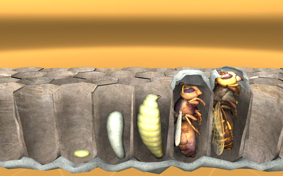 Asian giant hornet - 3D scene - Mozaik Digital Education and Learning