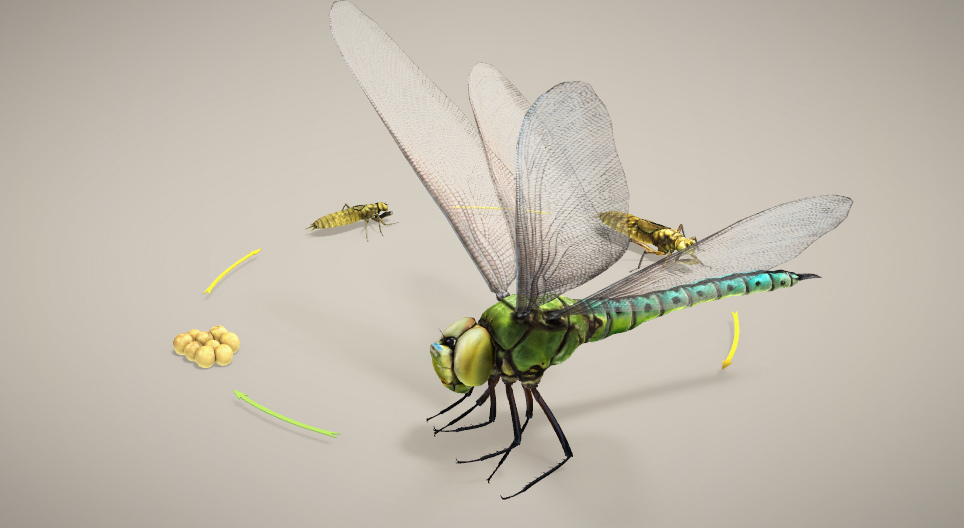 The reproduction and development of insects - 3D scene - Mozaik Digital ...