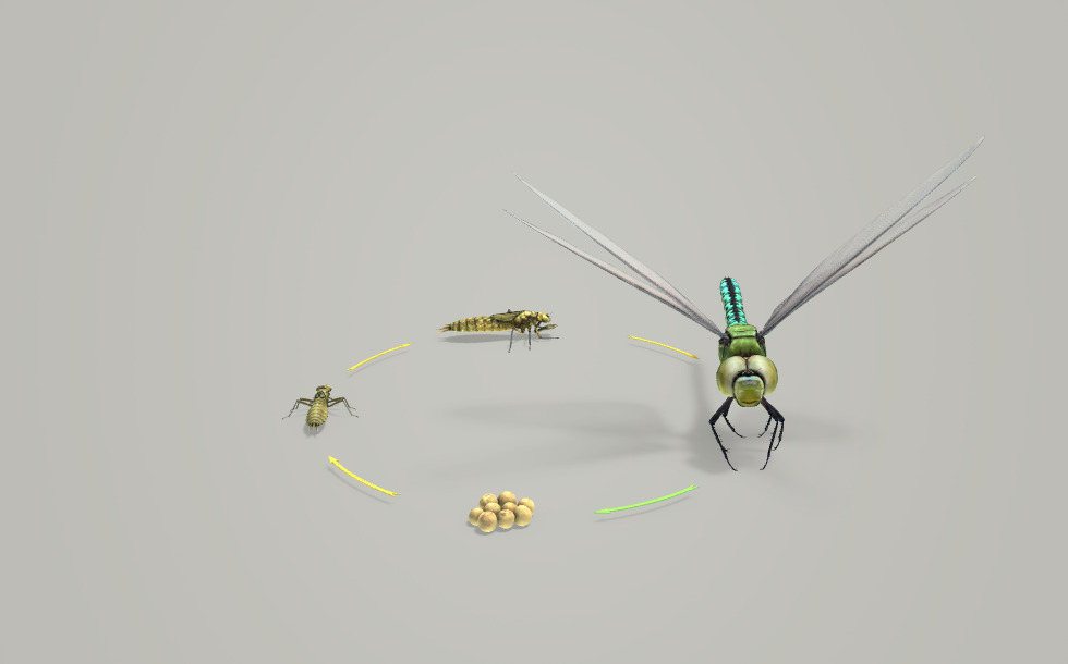 The reproduction and development of insects - 3D scene - Mozaik Digital ...