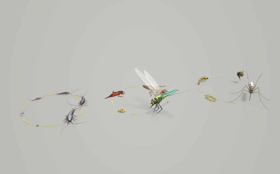 The reproduction and development of insects - 3D scene - Mozaik Digital ...