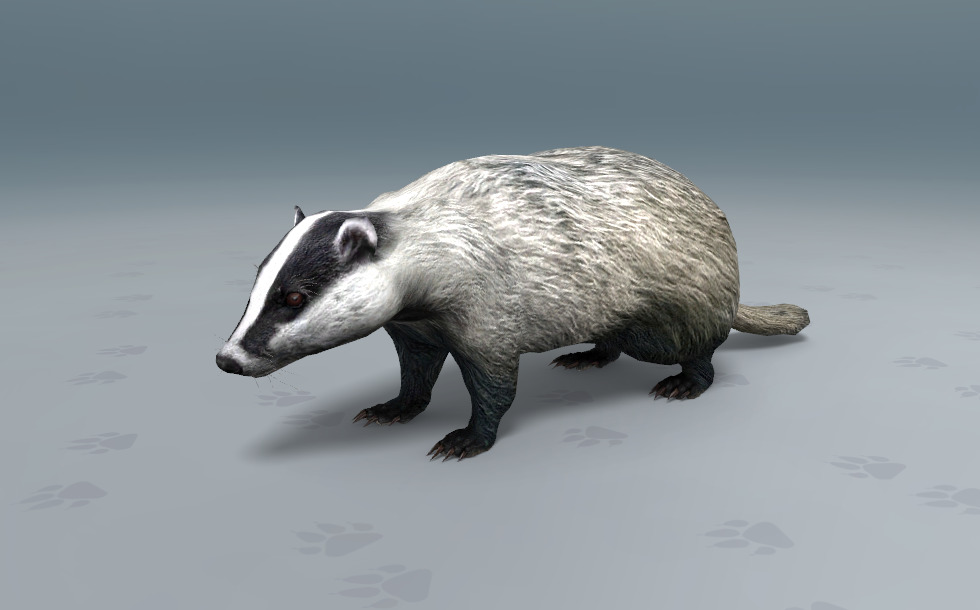European badger - 3D scene - Mozaik Digital Education and Learning