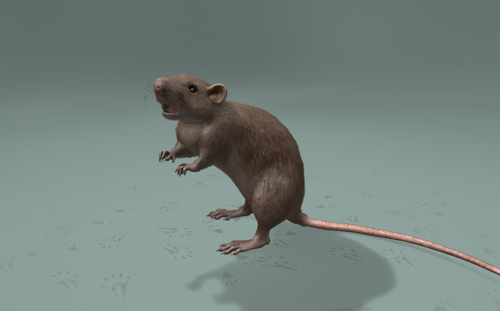 Brown rat - 3D scene - Mozaik Digital Education and Learning