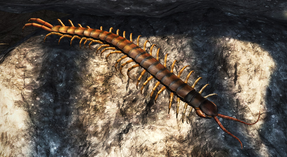 Centipede Anatomy