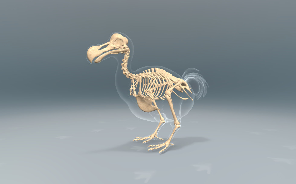 Dodo - 3D scene - Mozaik Digital Education and Learning