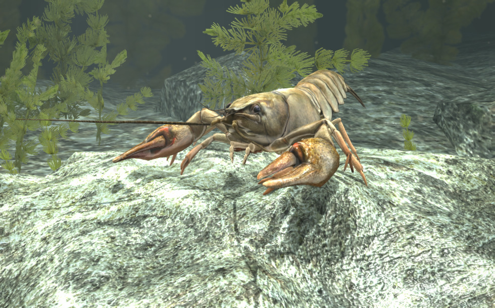 European crayfish - 3D scene - Mozaik Digital Education and Learning