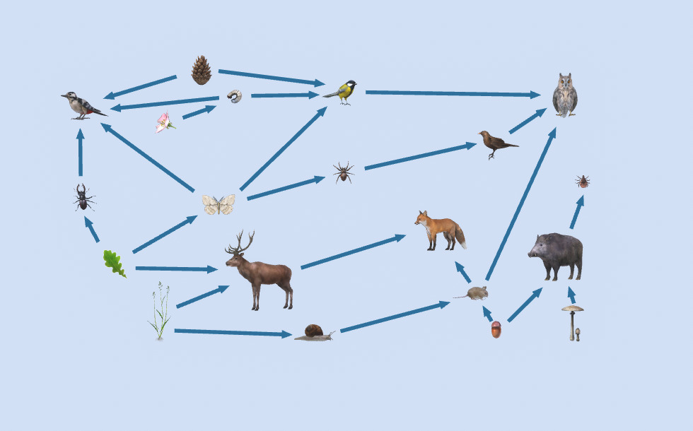 Food chains - 3D scene - Mozaik Digital Education and Learning