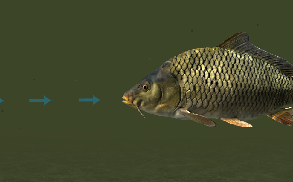 How do fish breathe? - 3D scene - Mozaik Digital Education and Learning