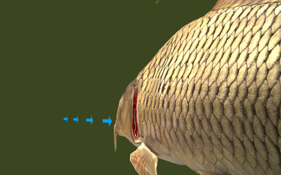 How do fish breathe? - 3D scene - Mozaik Digital Education and Learning