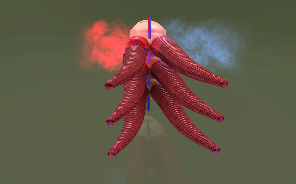 How do fish breathe? - 3D scene - Mozaik Digital Education and Learning