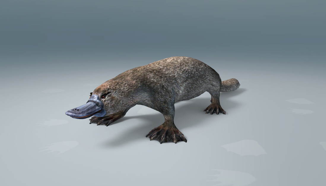 Platypus - 3D scene - Mozaik Digital Education and Learning