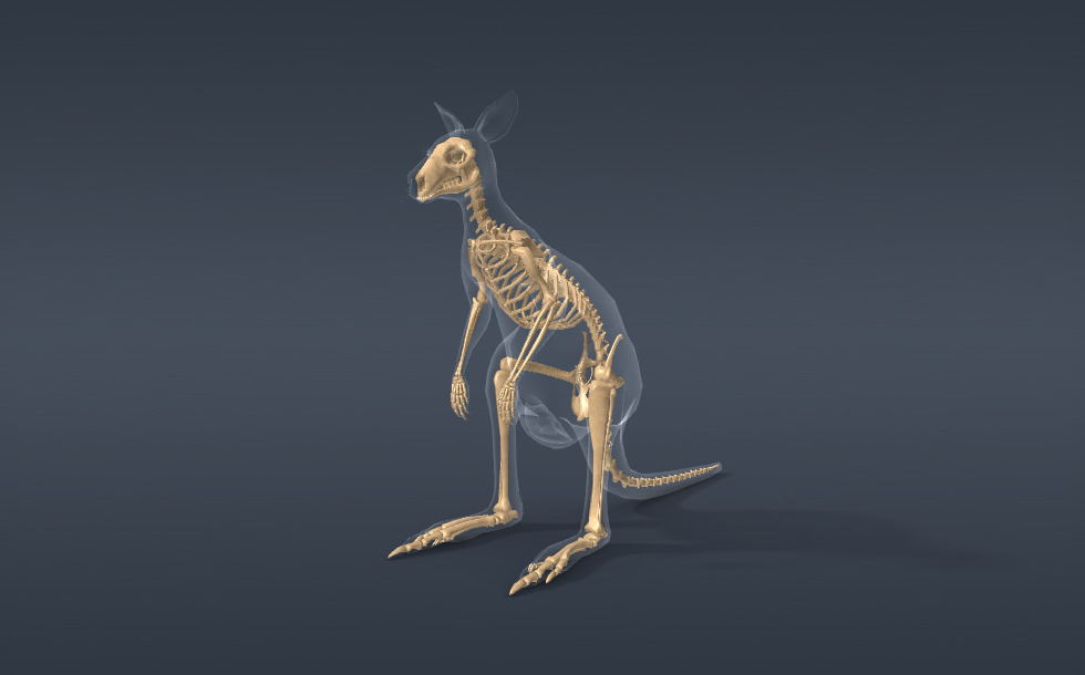 Eastern grey kangaroo - 3D scene - Mozaik Digital Education and Learning