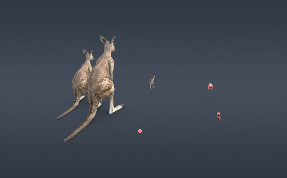 Eastern grey kangaroo - 3D scene - Mozaik Digital Education and Learning