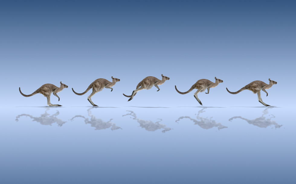Eastern grey kangaroo - 3D scene - Mozaik Digital Education and Learning