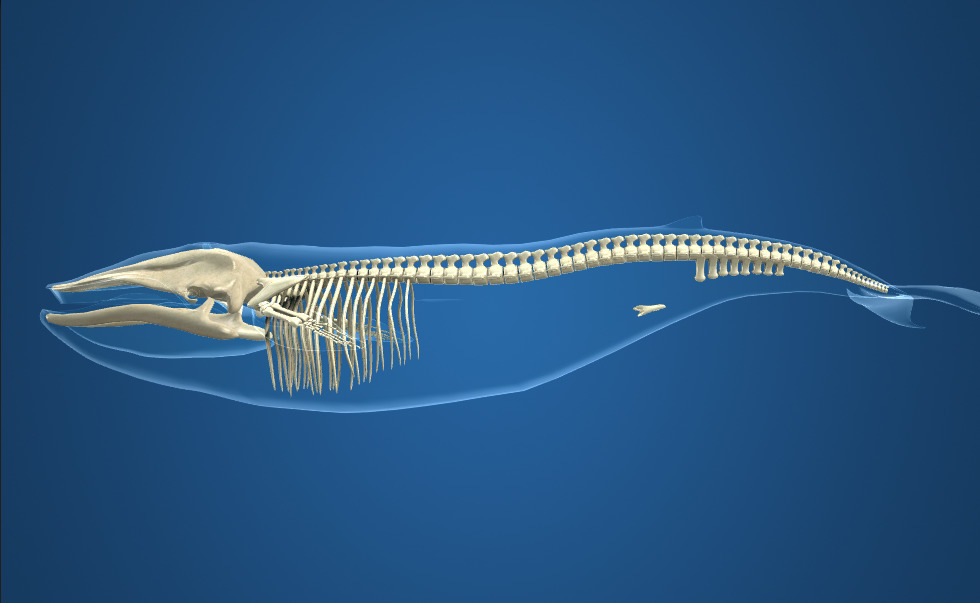 Blue whale - 3D scene - Mozaik Digital Education and Learning