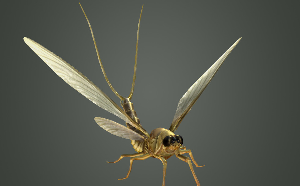 Long-tailed mayfly - 3D scene - Mozaik Digital Education and Learning