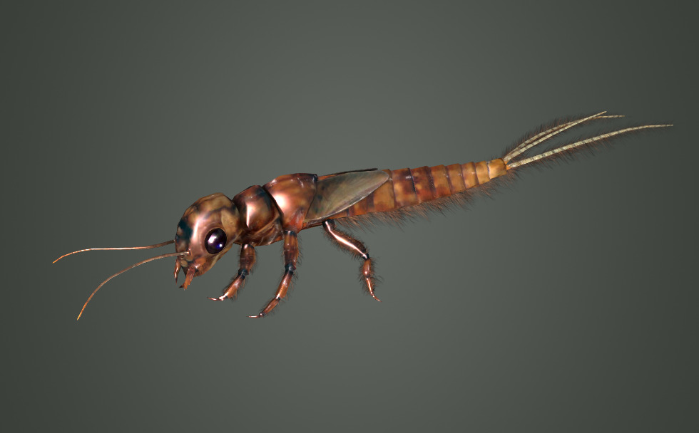 Long-tailed mayfly - 3D scene - Mozaik Digital Education and Learning