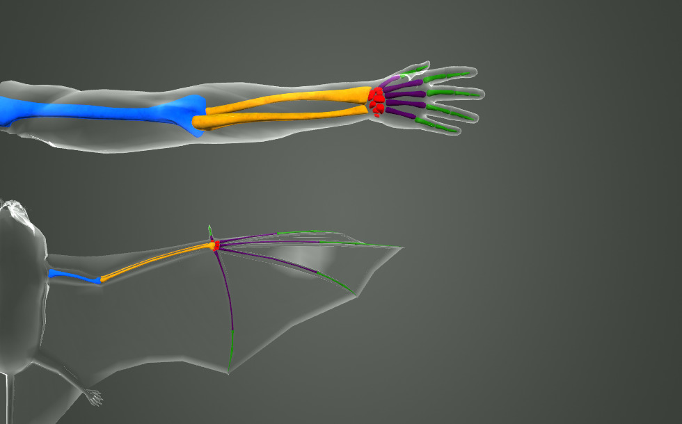Lesser horseshoe bat - 3D scene - Mozaik Digital Education and Learning