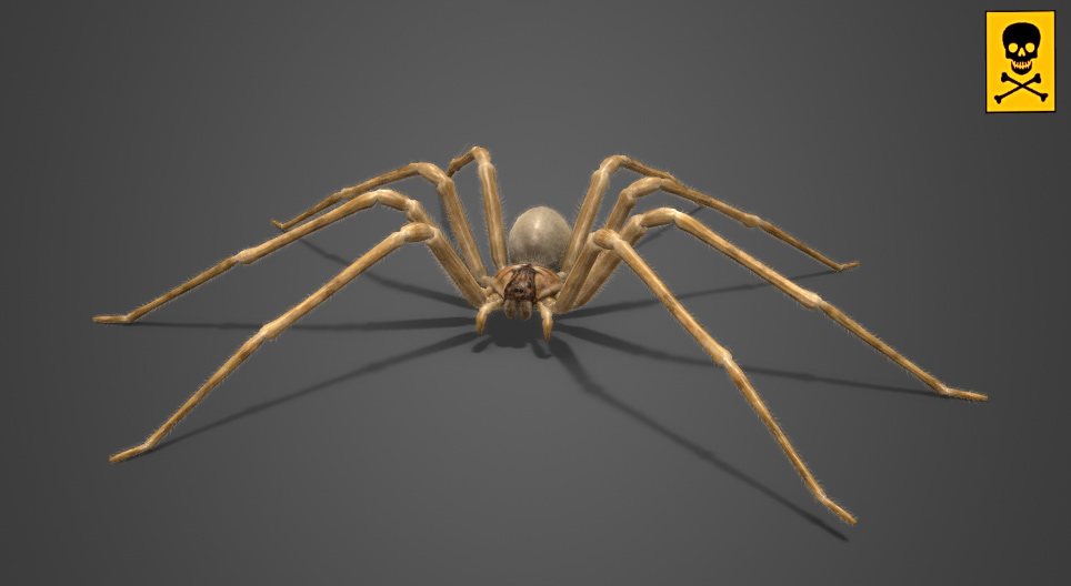 Chilean recluse spider - 3D scene - Mozaik Digital Education and Learning