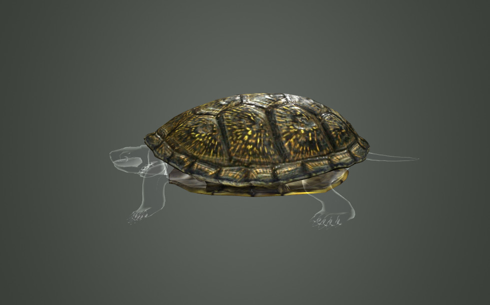 European pond turtle - 3D scene - Mozaik Digital Education and Learning