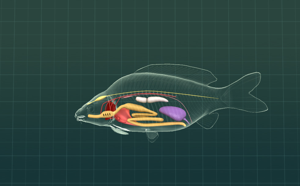 Common carp - 3D scene - Mozaik Digital Education and Learning