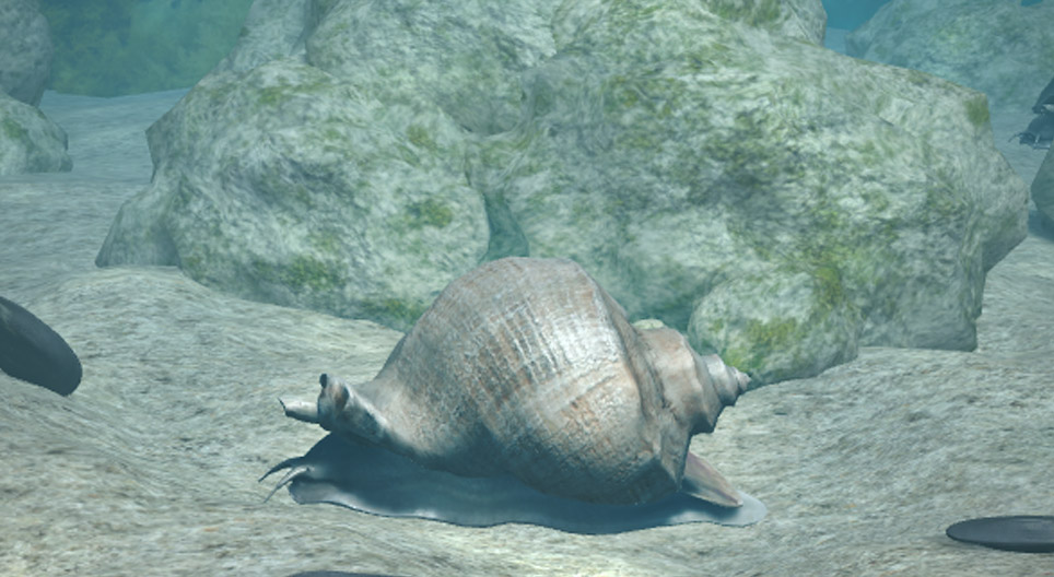 Rapana venosa - 3D scene - Mozaik Digital Education and Learning