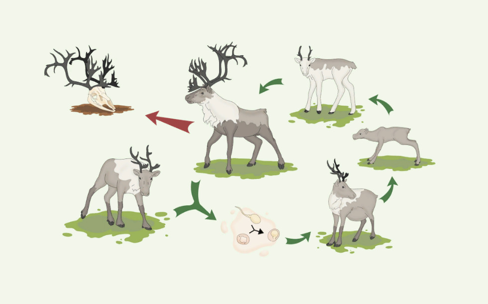 Reindeer - 3D scene - Mozaik Digital Education and Learning