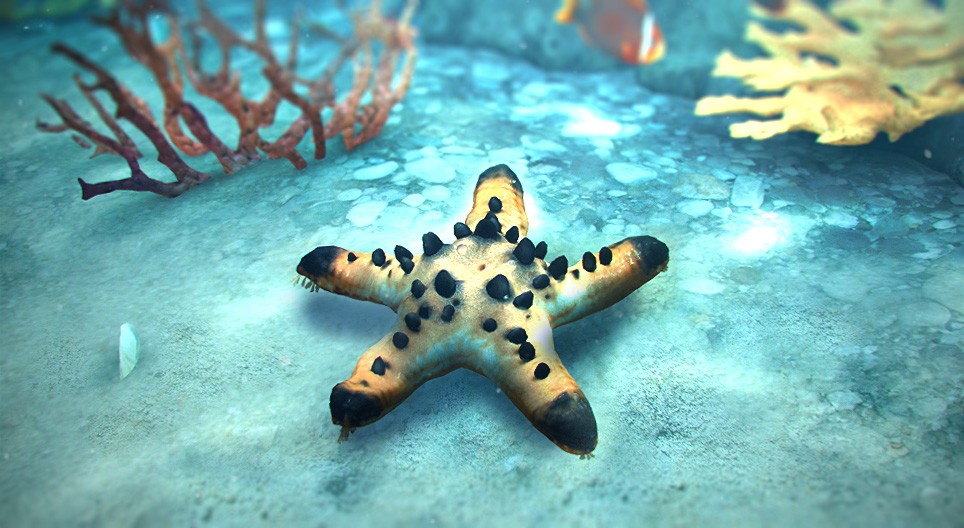 Sea star - 3D scene - Mozaik Digital Education and Learning