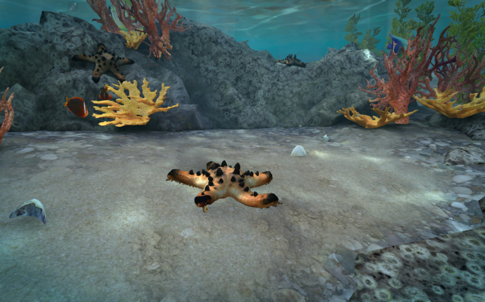 Sea star - 3D scene - Mozaik Digital Education and Learning