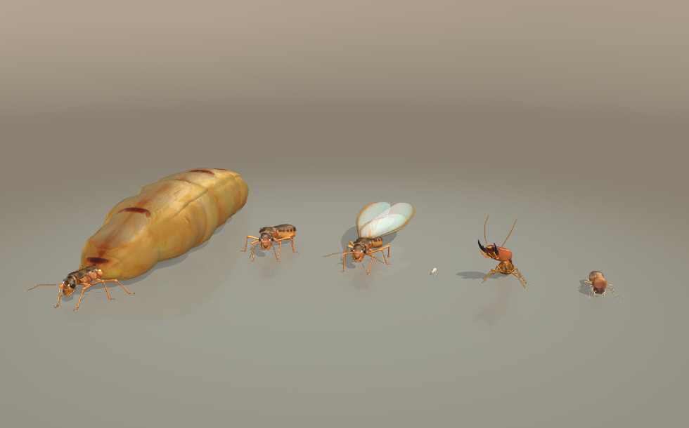 Termite mound - 3D scene - Mozaik Digital Education and Learning