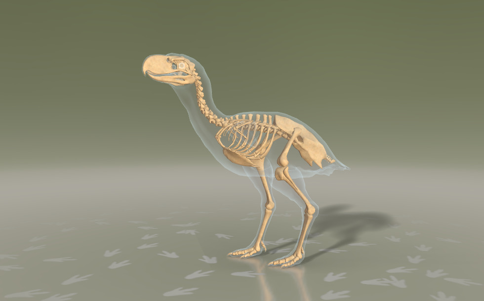 Terror birds - 3D scene - Mozaik Digital Education and Learning