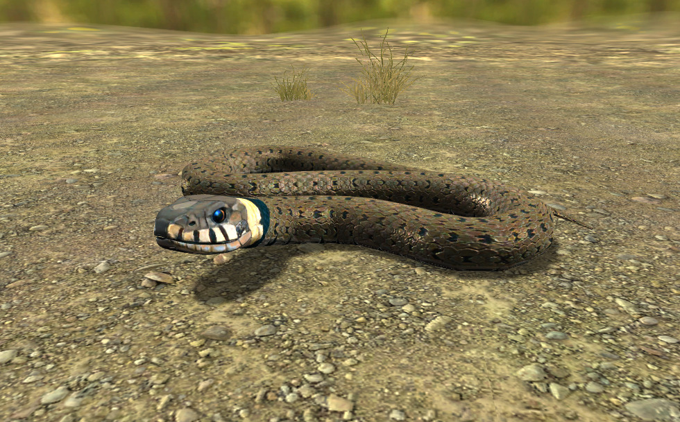 Grass snake - 3D scene - Mozaik Digital Education and Learning