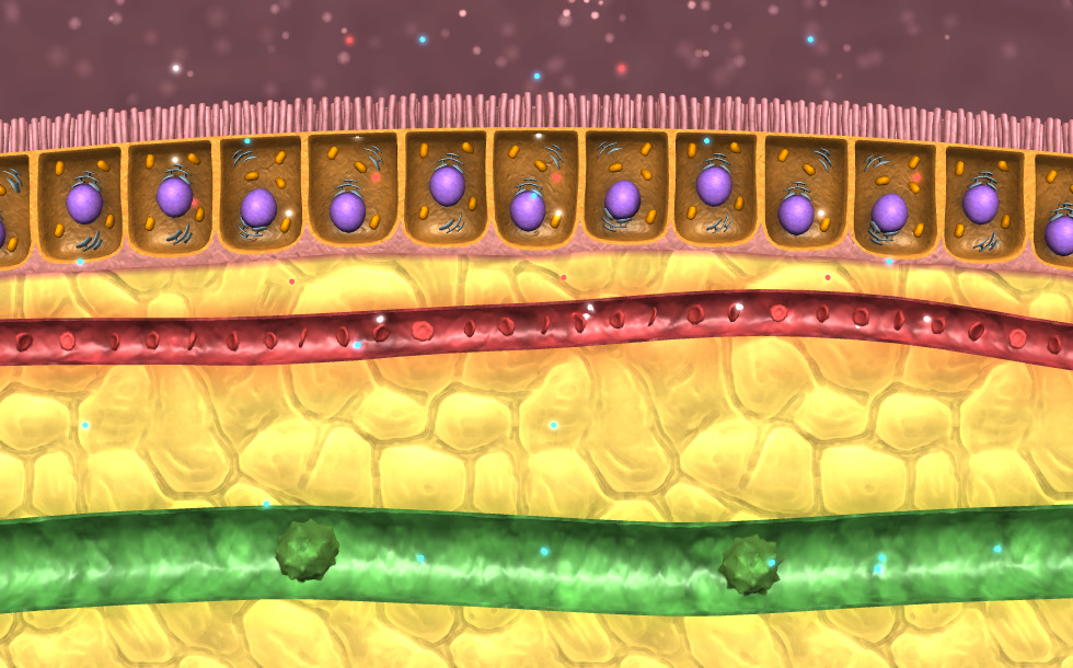 Anatomy of the small intestine - 3D scene - Mozaik Digital Education ...