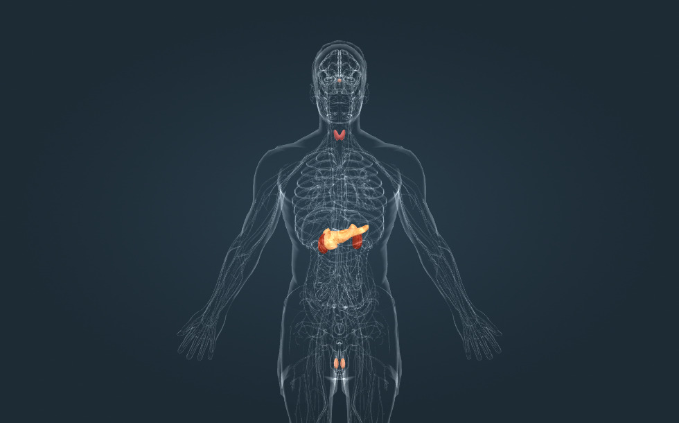 Endocrine system - 3D scene - Mozaik Digital Education and Learning