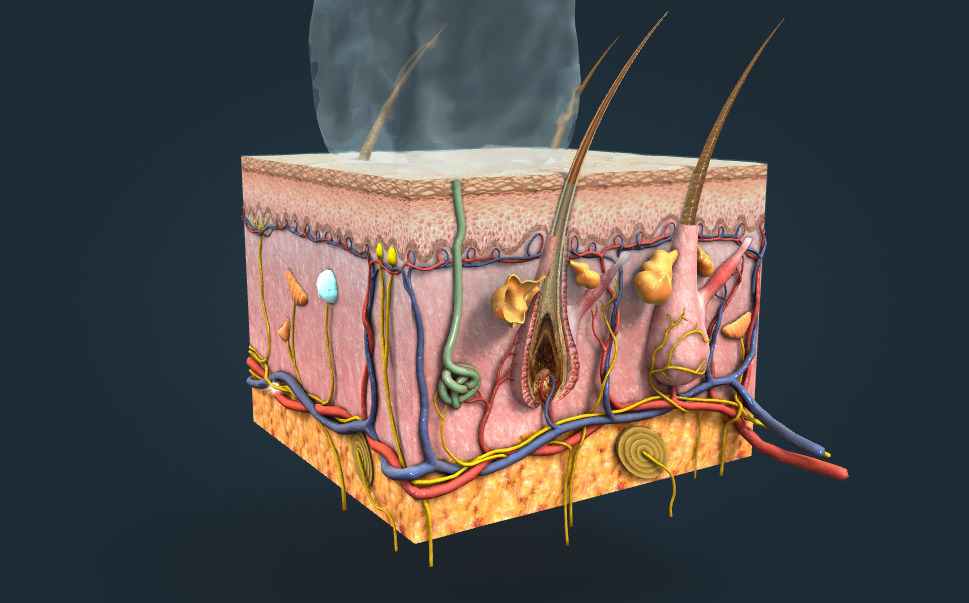 Layers of the skin; cutaneous senses - 3D scene - Mozaik Digital ...