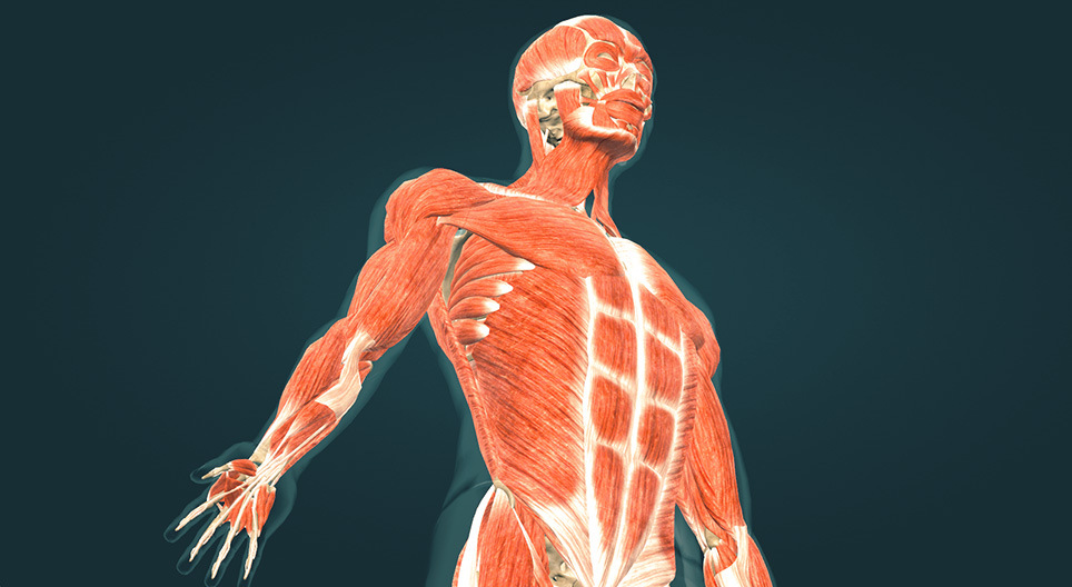 Human Muscle Animation
