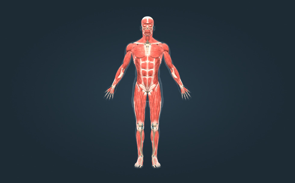 Human muscles - 3D scene - Mozaik Digital Education and Learning