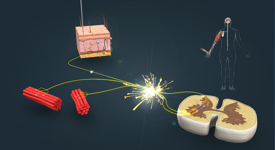 The withdrawal reflex - 3D scene - Mozaik Digital Education and Learning